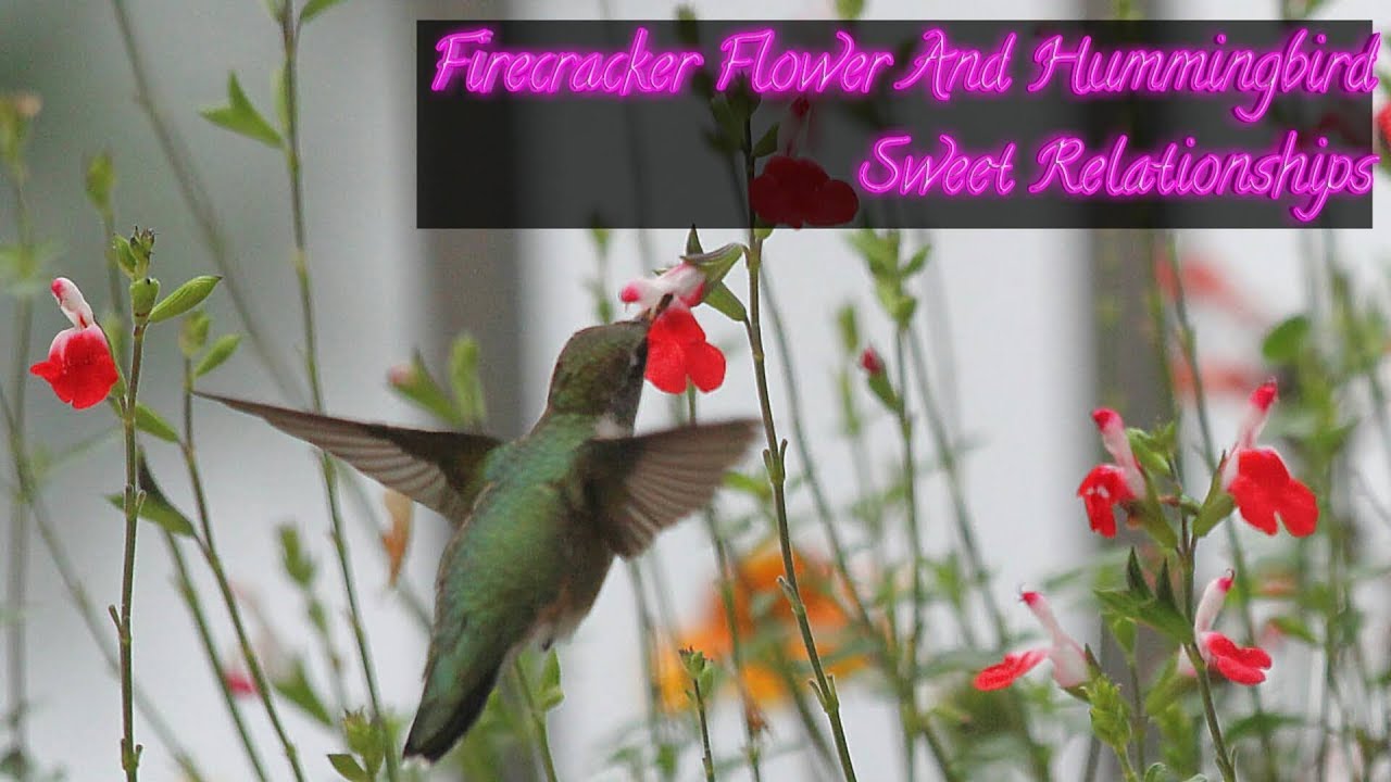 Amazing facts Firecracker Flower Are Hummingbird Favourite Plants ...