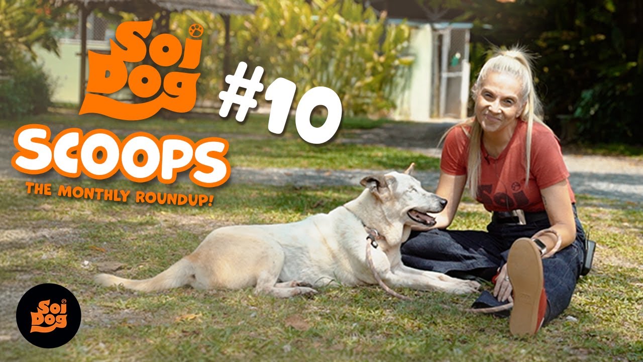 Soi Dog Scoops | February 2025 news roundup - YouTube