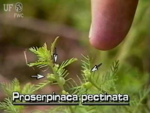 combleaf mermaidweed (Proserpinaca pectinata) - YouTube