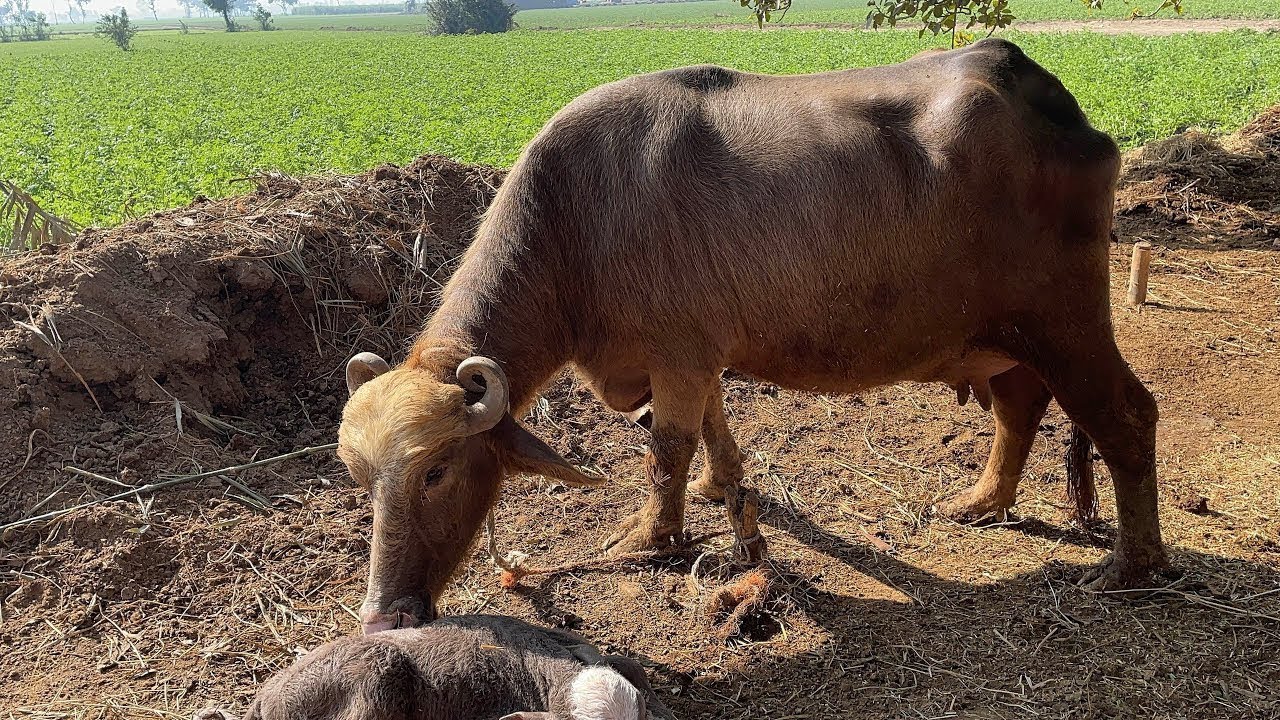 Beautiful pure Neeli Ravi buffalo for sale in Pakistan 24/11/2024 - YouTube