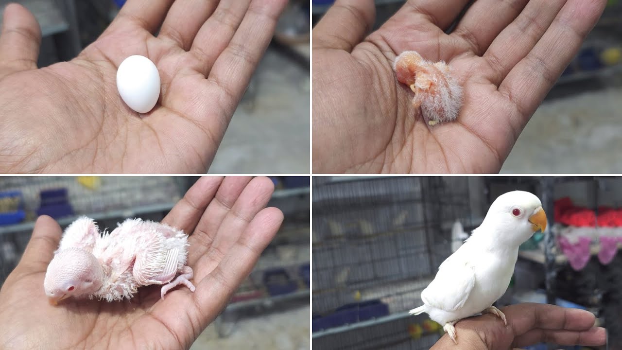 Baby Parrot day by day growing stage | Albino Baby Parrot 1 to 40 days ...