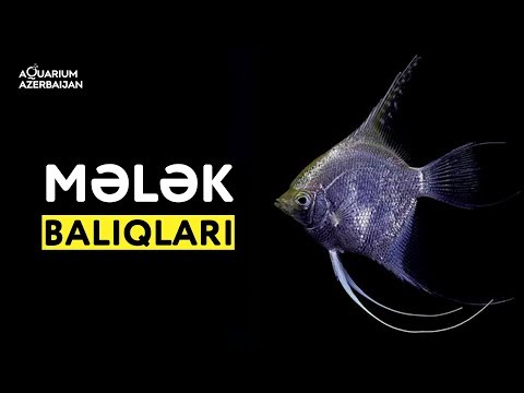 melek baliqlari (skalari) haqqında scalare fish angel fish Рыбка скалярия