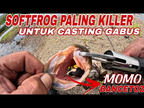 Gak Nyangka Semudah Ini ‼️ Casting Gabus Menggunakan Softfrog Momo Bancetoz 🤩