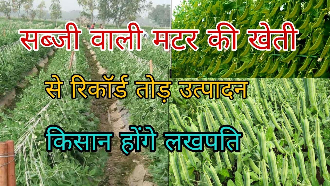 सब्जी वाली मटर की खेती। Pea farming । Matar ki kheti। अगेती मटर की खेती ...