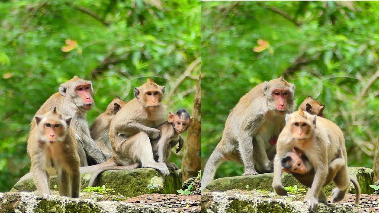 Adorable Baby Monkeys Learn Life Skills Faster Than You! - YouTube