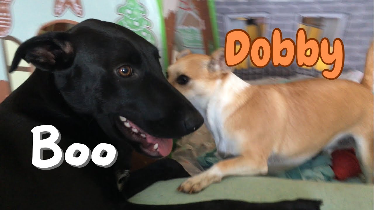 Dobby and Boo - YouTube