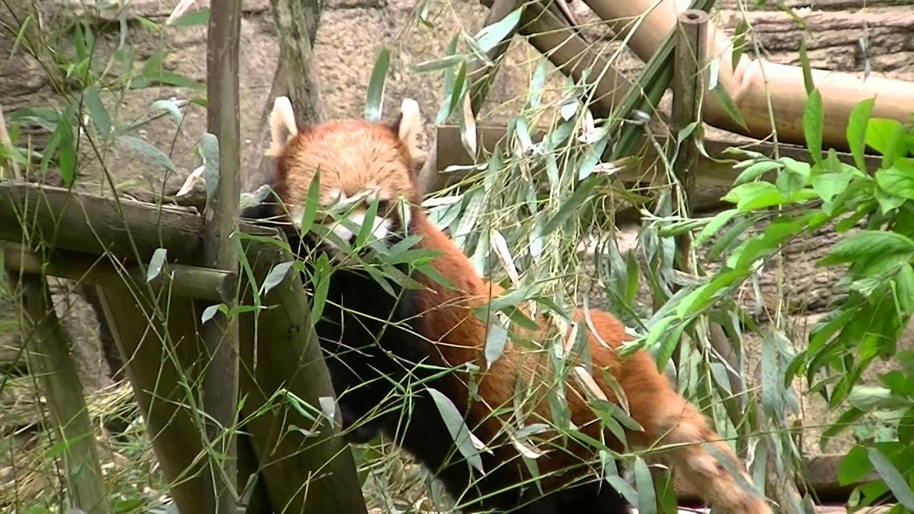 Hungry Red Panda - YouTube