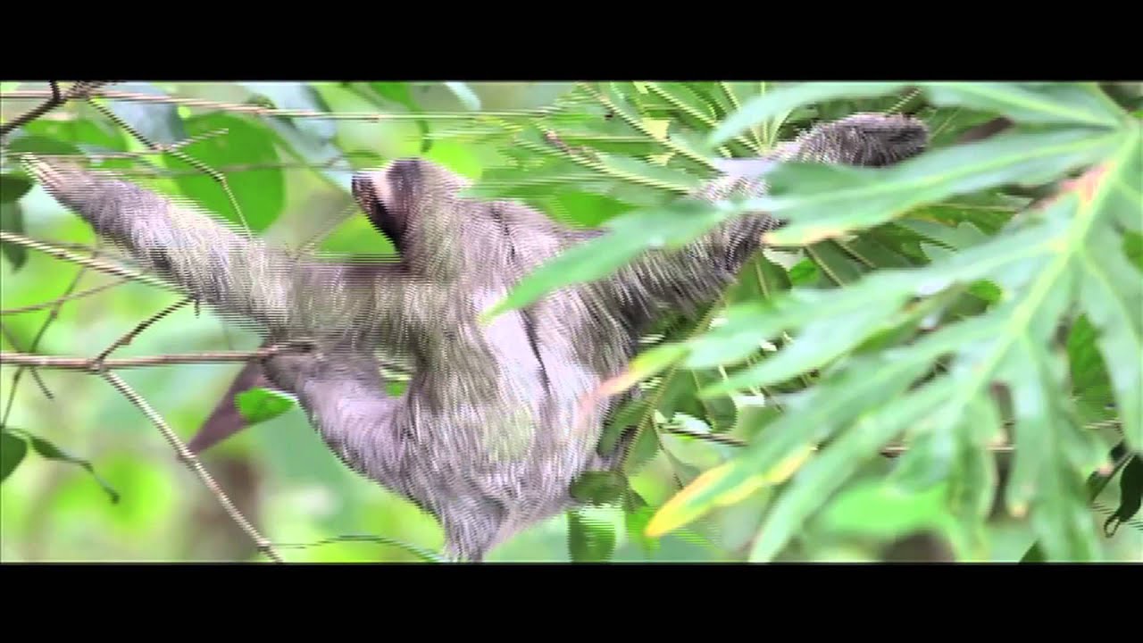 Item #76 - Sloth Dance - YouTube