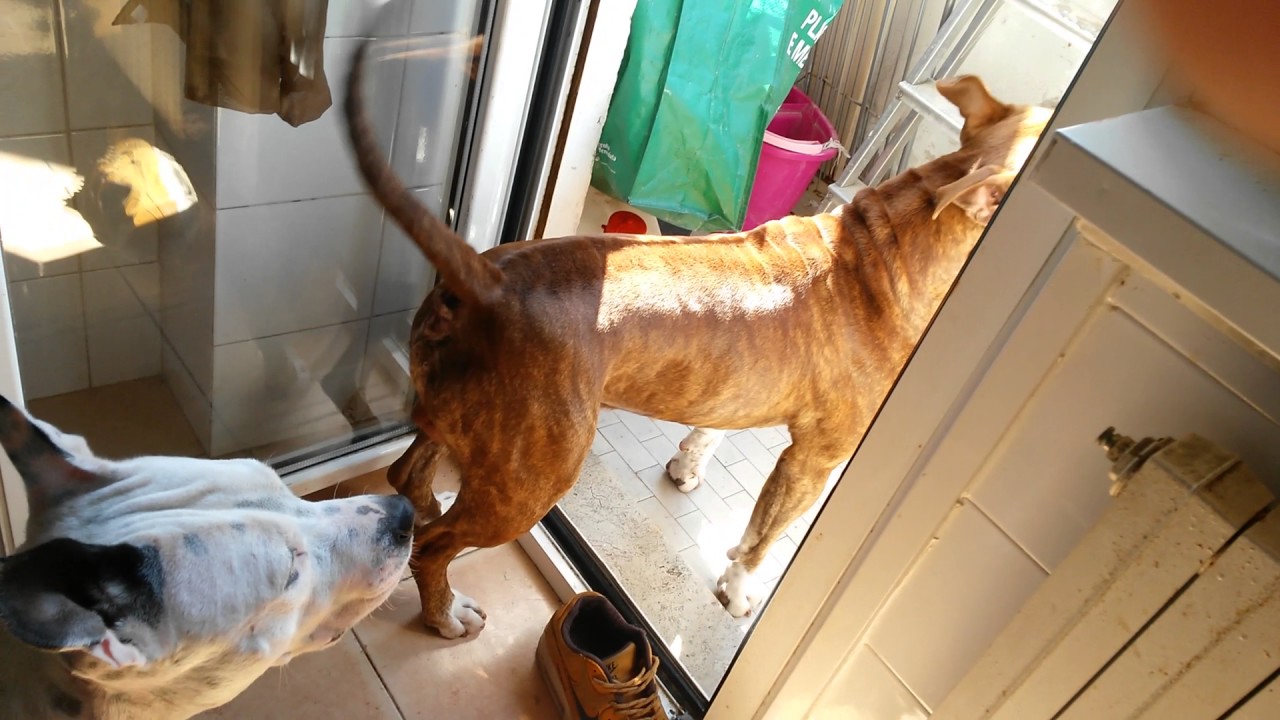 American staffordshire ATTACK AT HOME! - YouTube