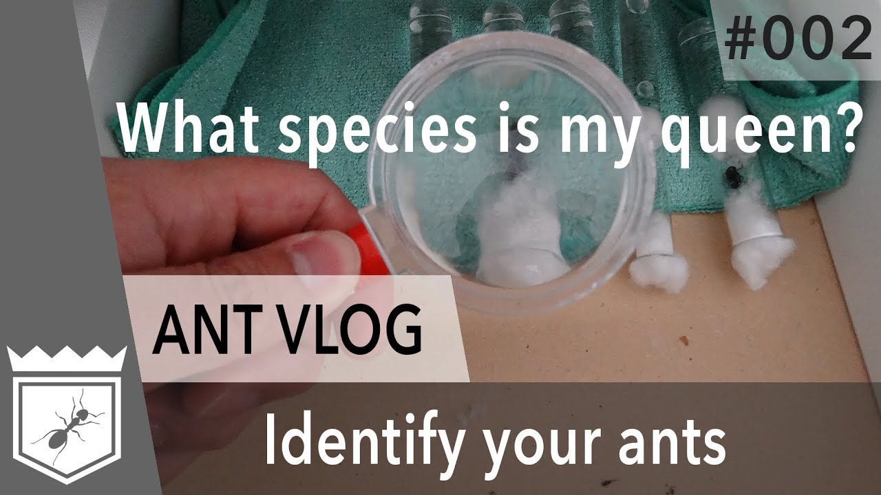 How to identify the species of an ant queen (or worker) - ANT VLOG 002 ...