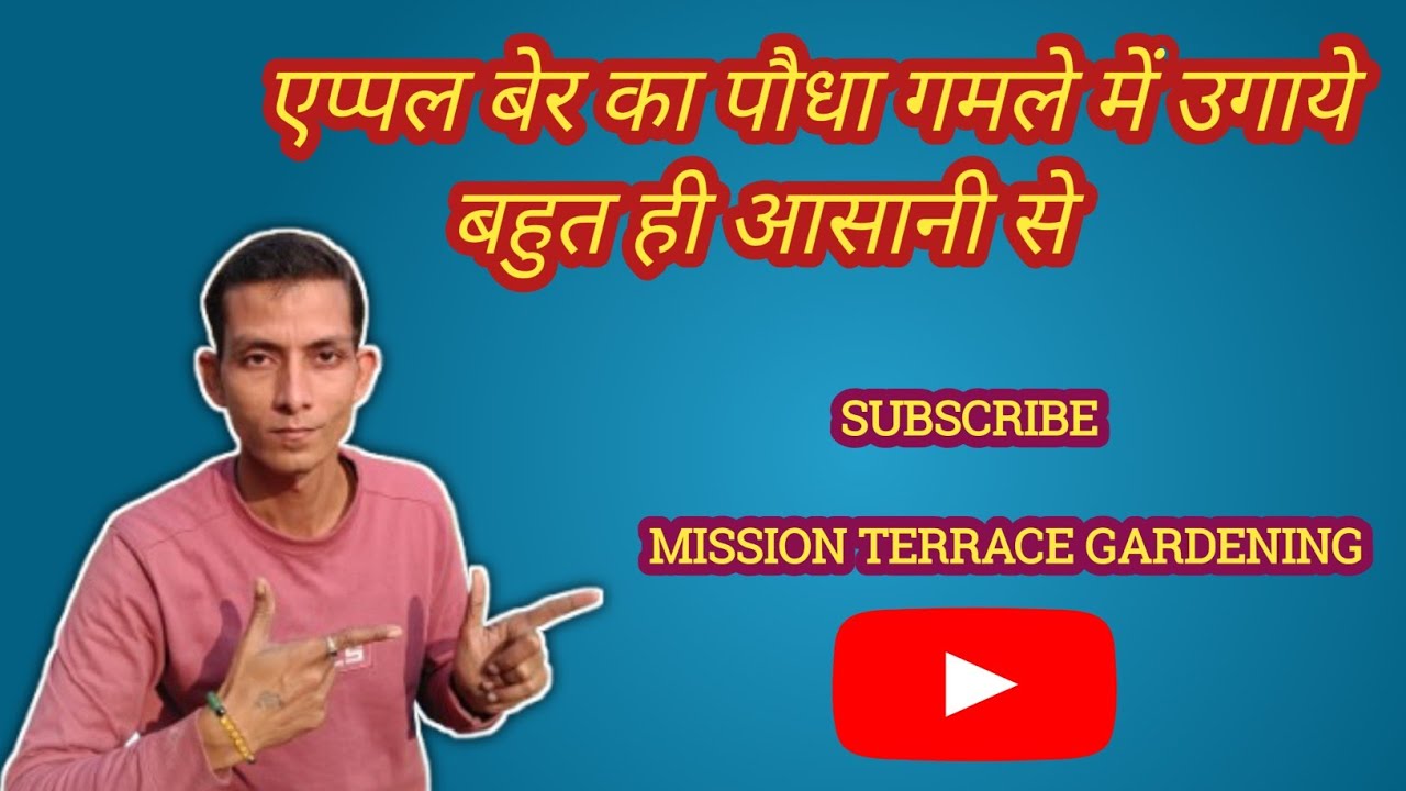 Apple ber ka paudha gamle me kaise lagaye | How to grow Apple Ber plant ...
