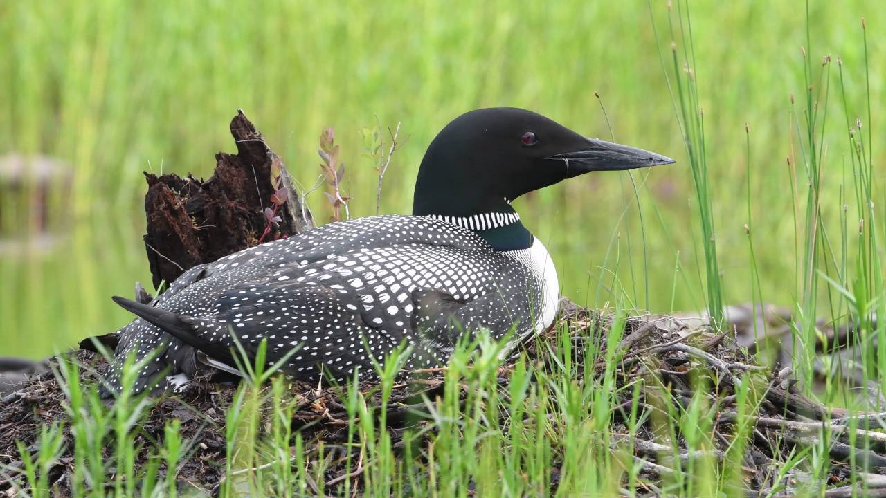 Common Loon II - YouTube