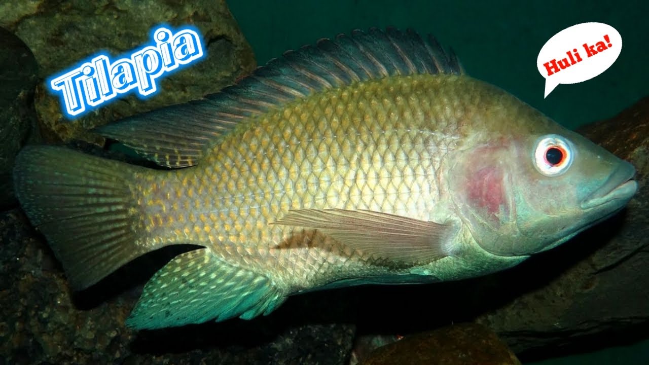 Fishing Tilapia Trip - YouTube