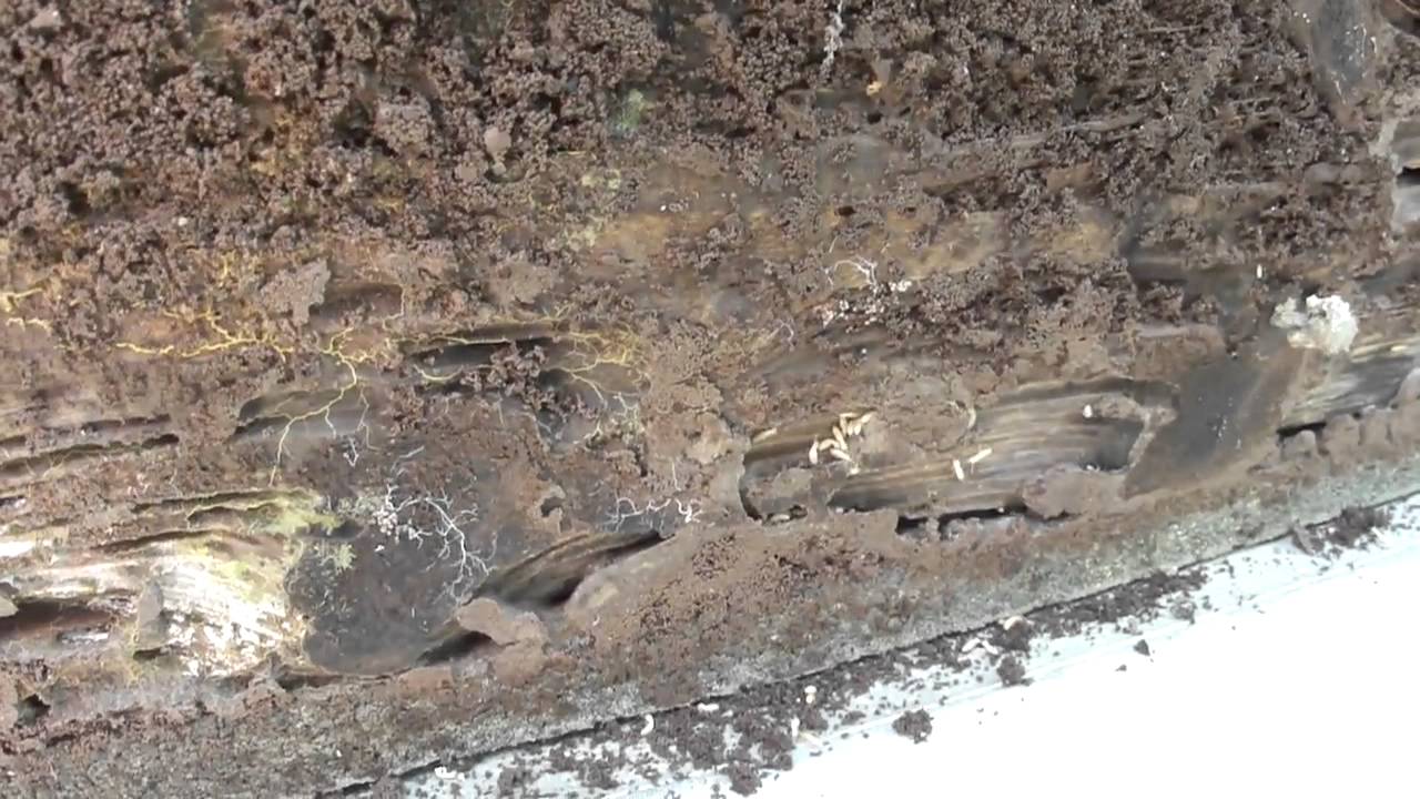 DIY in Japan - Termites III - YouTube