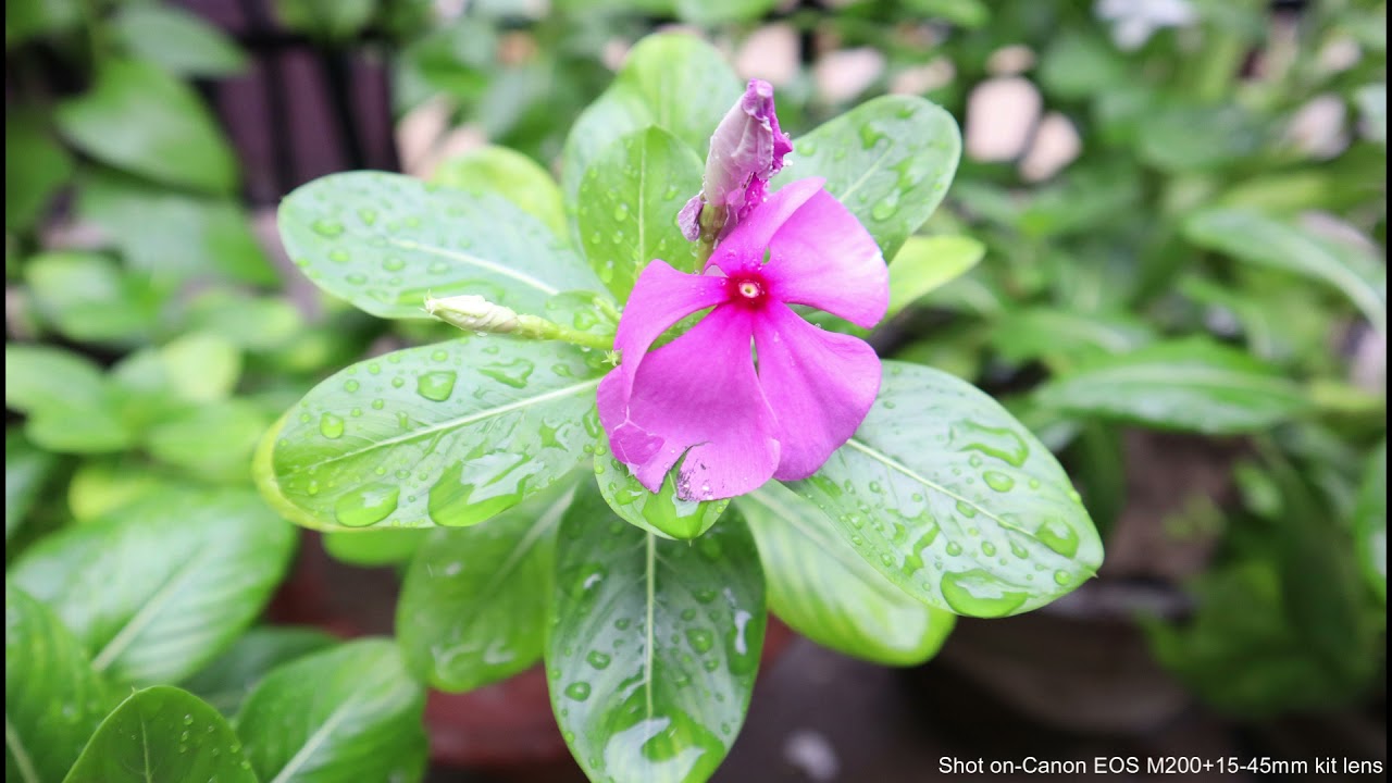 Canon EOS M200 sample pics and video - YouTube