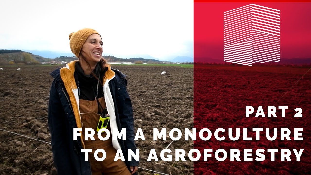 PART 2 Converting a Monoculture to an Agroforestry! - YouTube