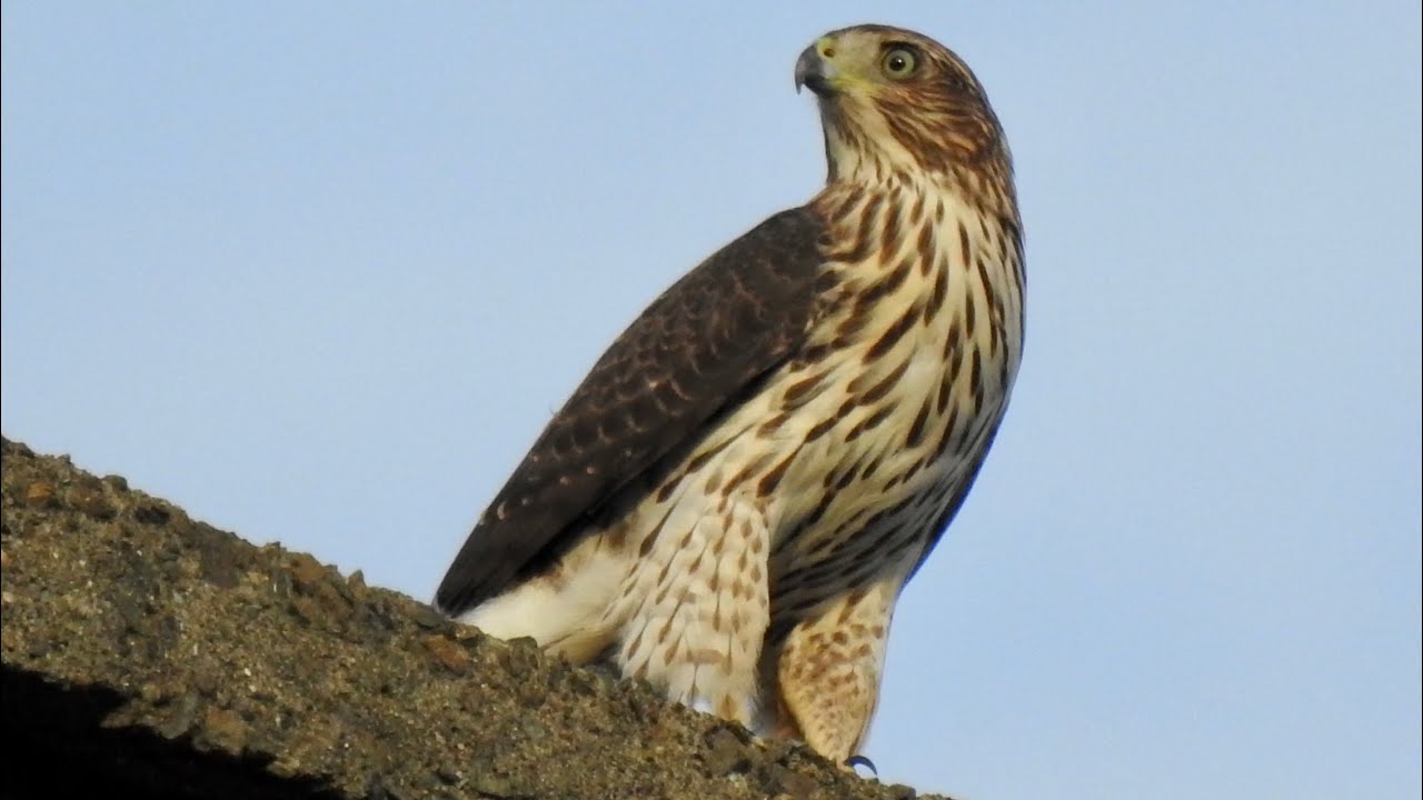 COOPER’S HAWK HUNTING BIRDS SCANNING THE SKY AND GOOFING AROUND - YouTube