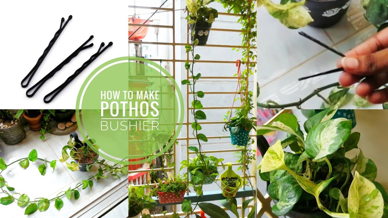 How To Make Pothos Bushier || Use Bobby PinsOR Hair PinsTo Grow Pothos ...