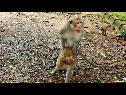 Don't Forget This Time Big Monkey smile To See This Time