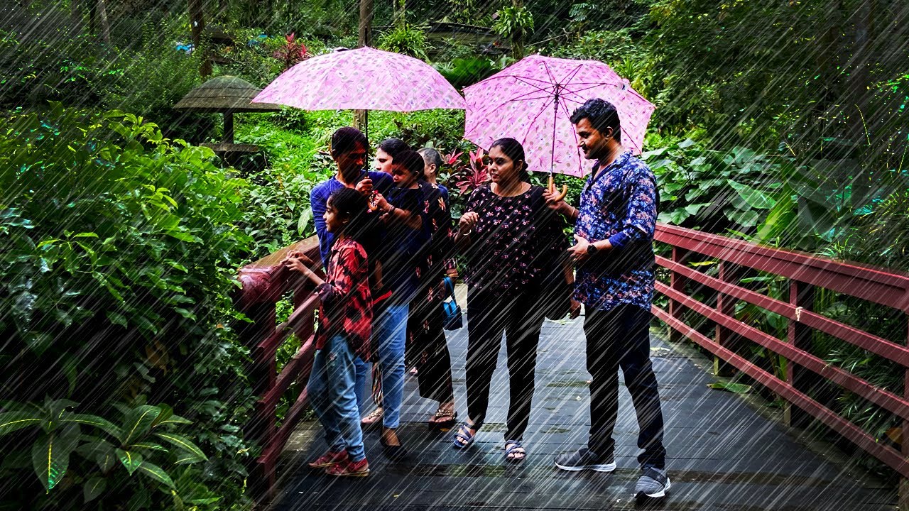 Rain Walk A Magical Rainforest : Heavy Rain Walking at Jering Boardwalk ...