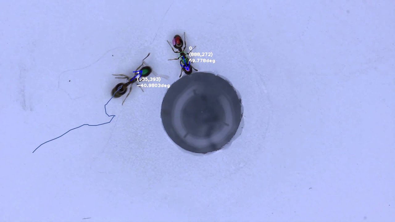 Two-Ant Encounter Tracking - YouTube