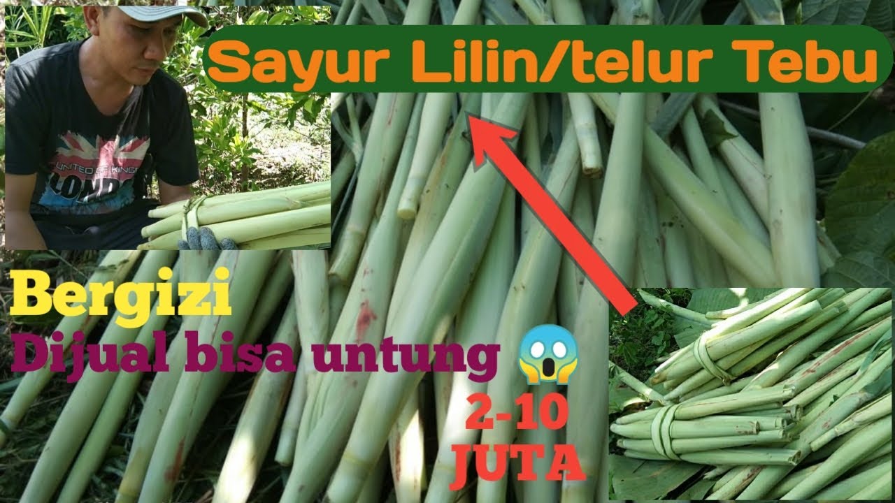 Menanam Sayur yang Kaya Manfaat, Menambah Penghasilan dan Sumber Gizi ...