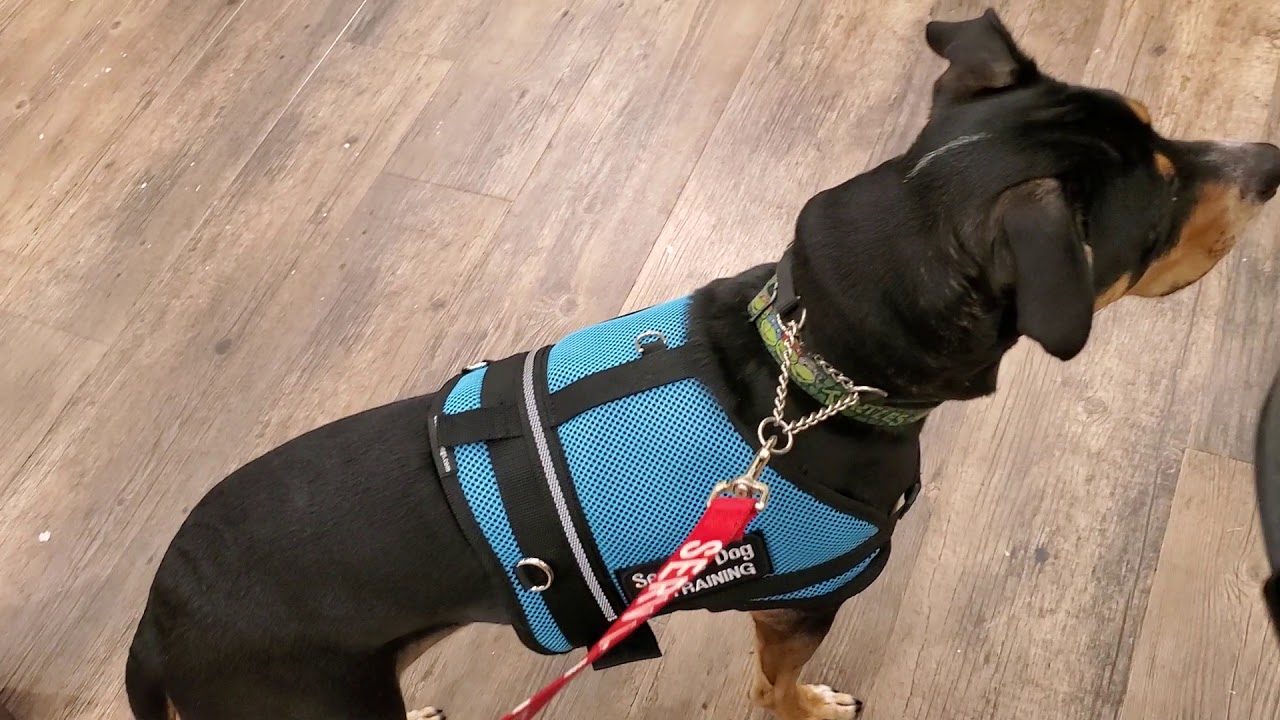 Service Dog Training (in grocery store #1) - YouTube