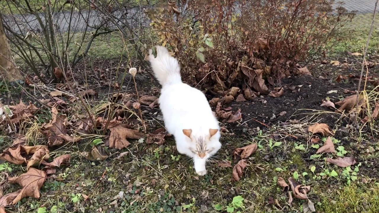 Siberian cat hunting birds - YouTube