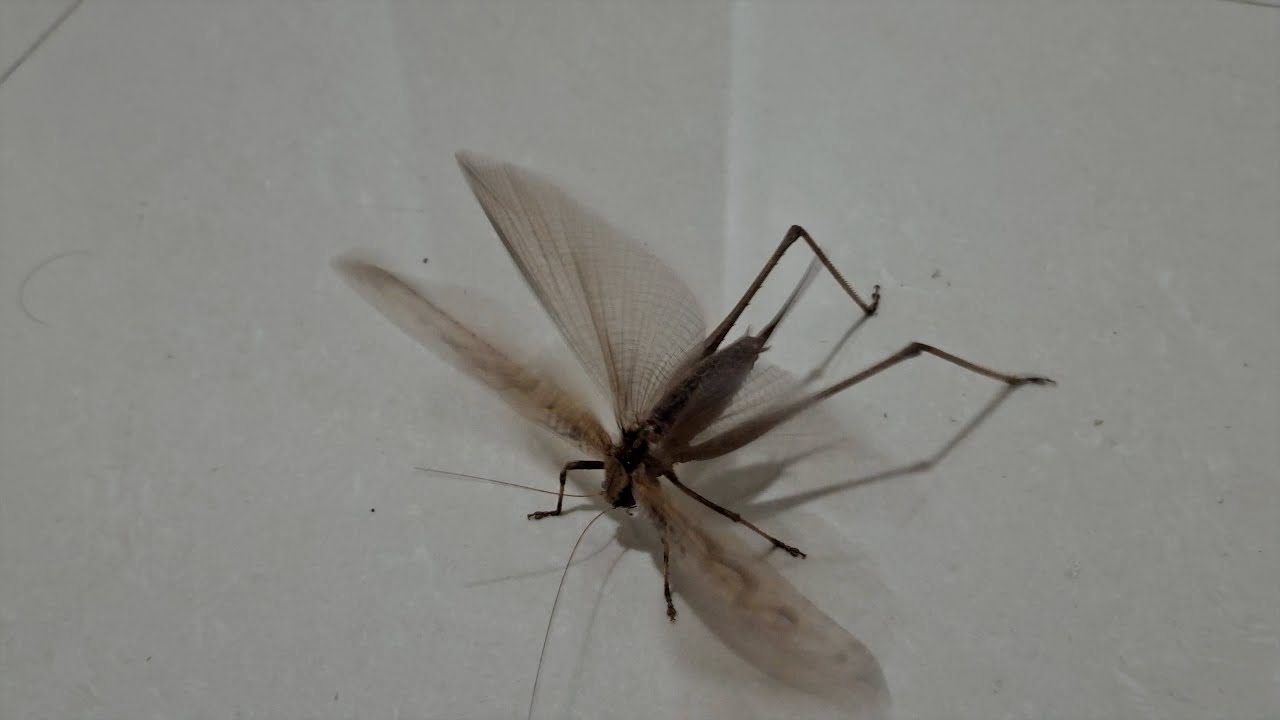 The Flying Katydid and Its Attempt to fly Footage - Mecopoda elongata ...