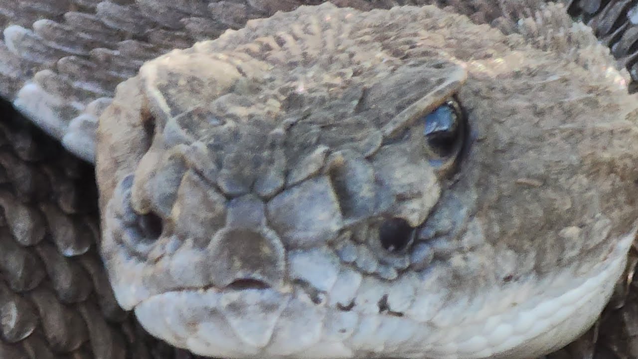 This is the Southwest Diamondback rattlesnake. This is the dangerous ...