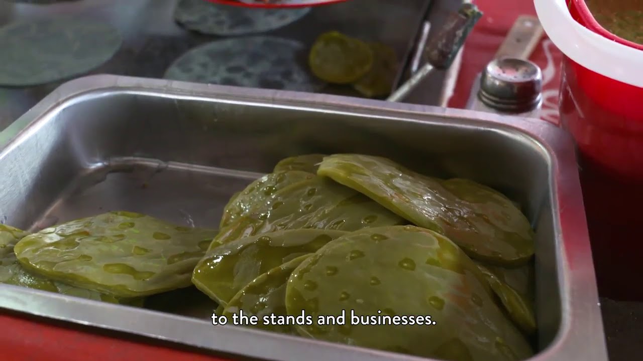 Cactus Power | 24 Hours of Reality | Mexico City - YouTube