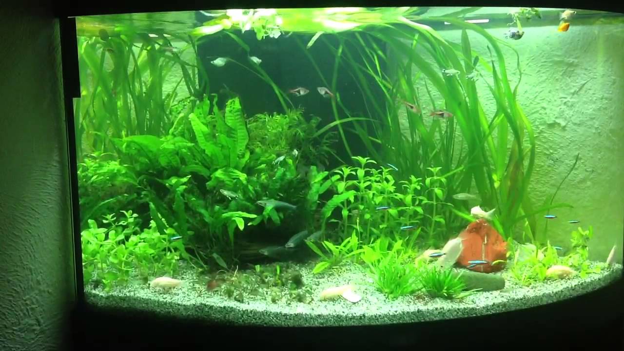 Aquariumvissen - YouTube