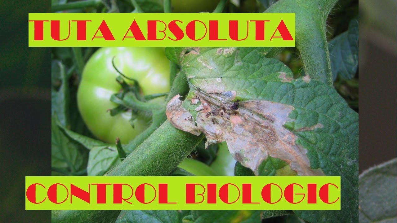 TUTA ABSOLUTA- Molia tomatelor- metode de control și combatere ...