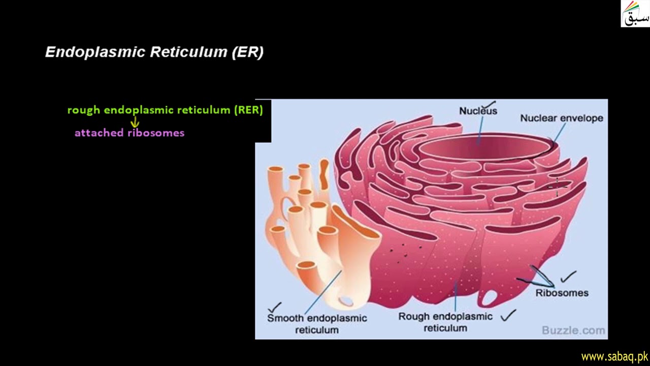 Endoplasmic Reticulum Lumen