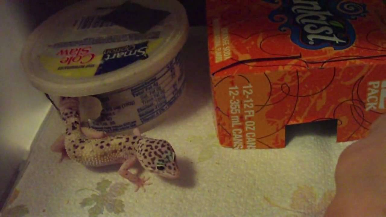Small Leopard Gecko Rack system - YouTube