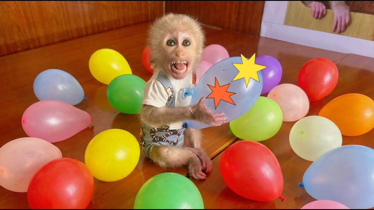 Baby Monkey Lulu Is Fully Recovered — She Plays Quietly While Dad Works ...