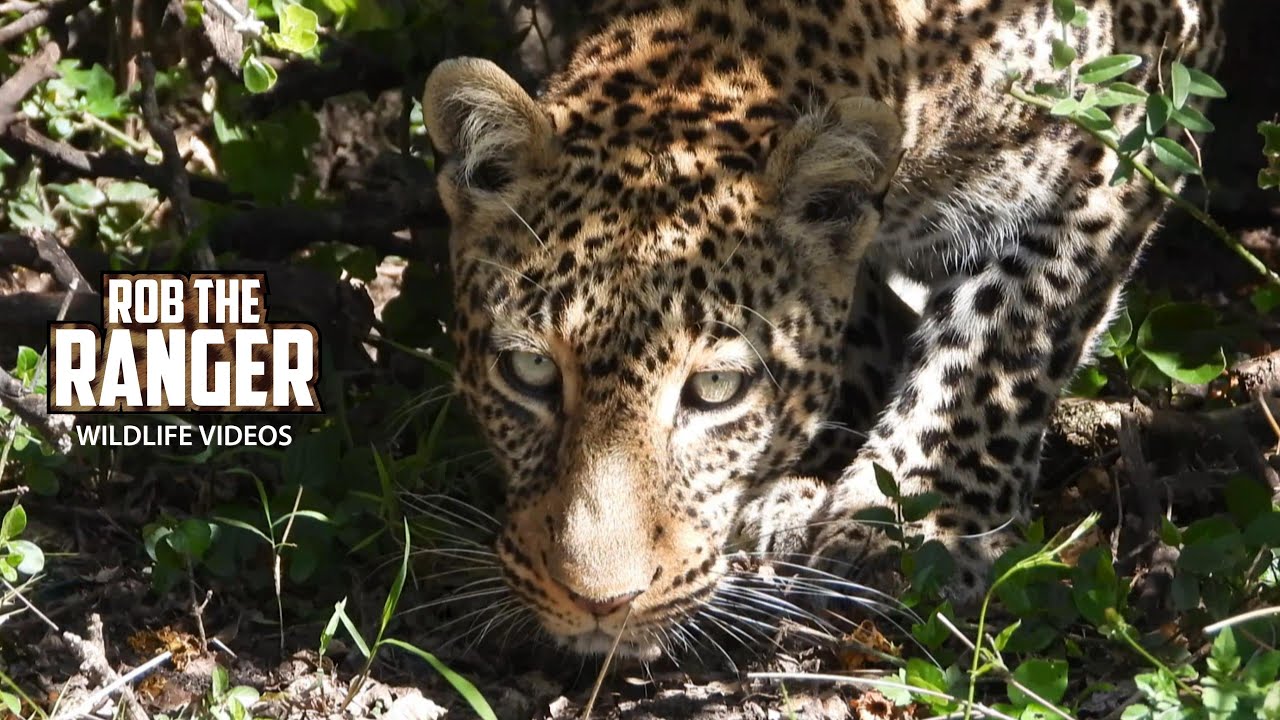 Saba Female Leopard | Lalashe Maasai Mara Safari - YouTube