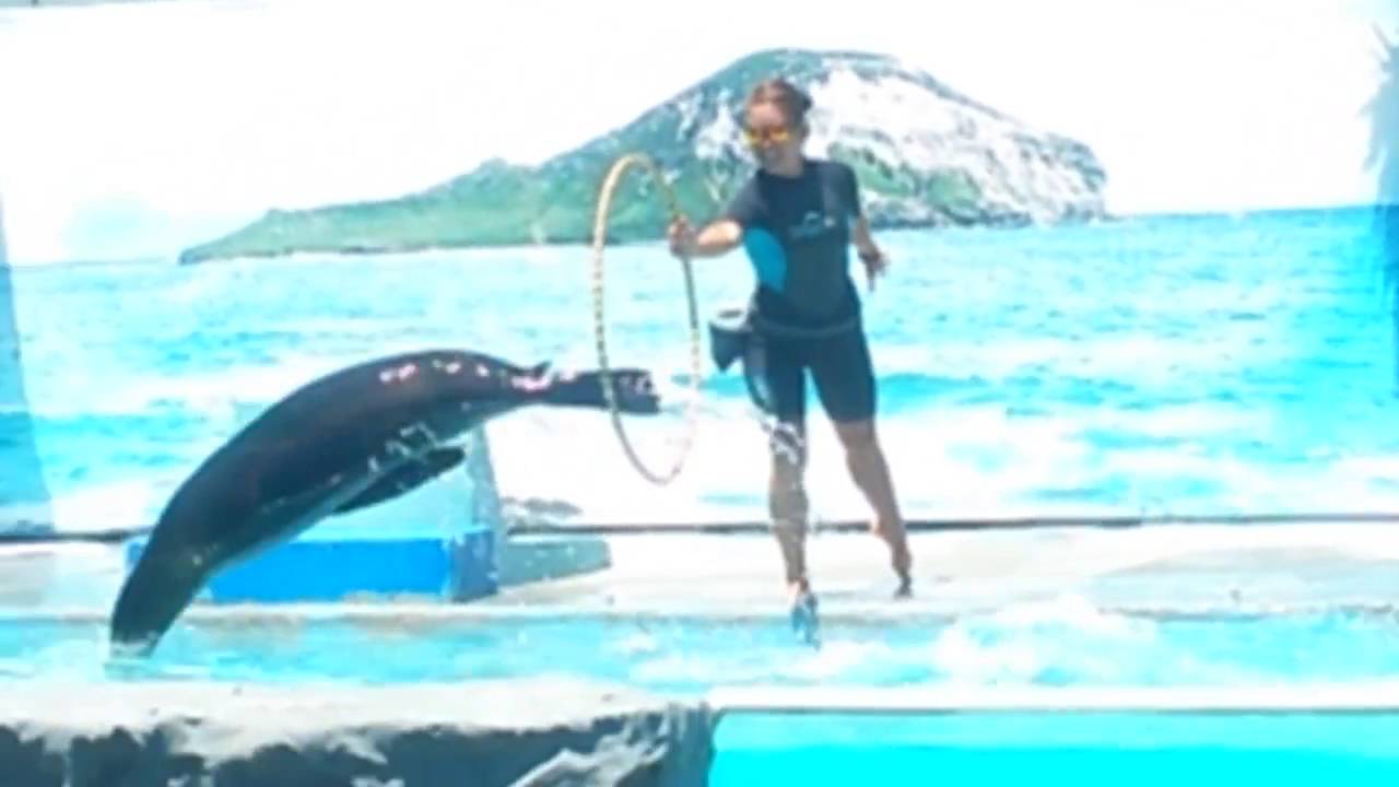 Sea Life Park Seal Show - YouTube