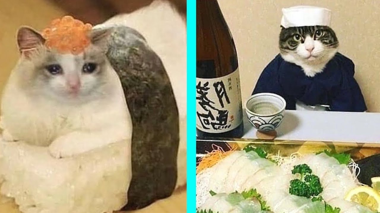 BEST DANK CAT MEMES COMPILATION OF 2021 from TikTok #4 - YouTube