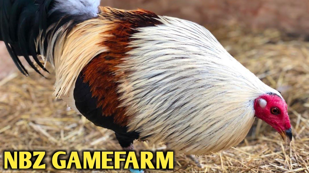 Grey Leiper Albany - NBZ FARM - YouTube