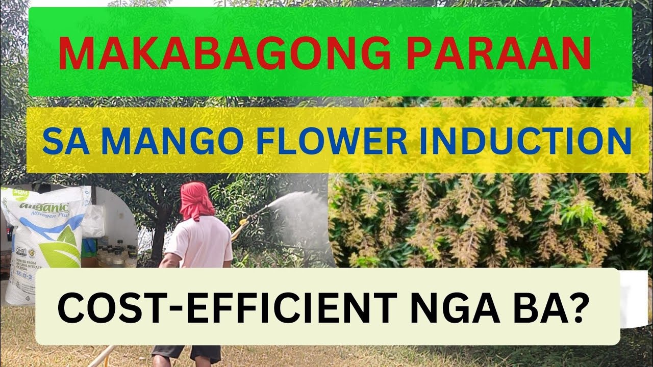 MAKABAGONG PARAAN SA MANGO FLOWER INDUCTION: COST- EFFICIENT NGA BA ...