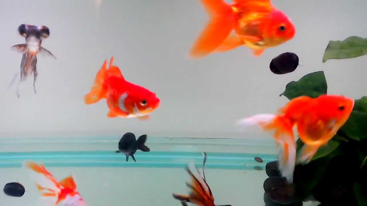 Goldfish - YouTube