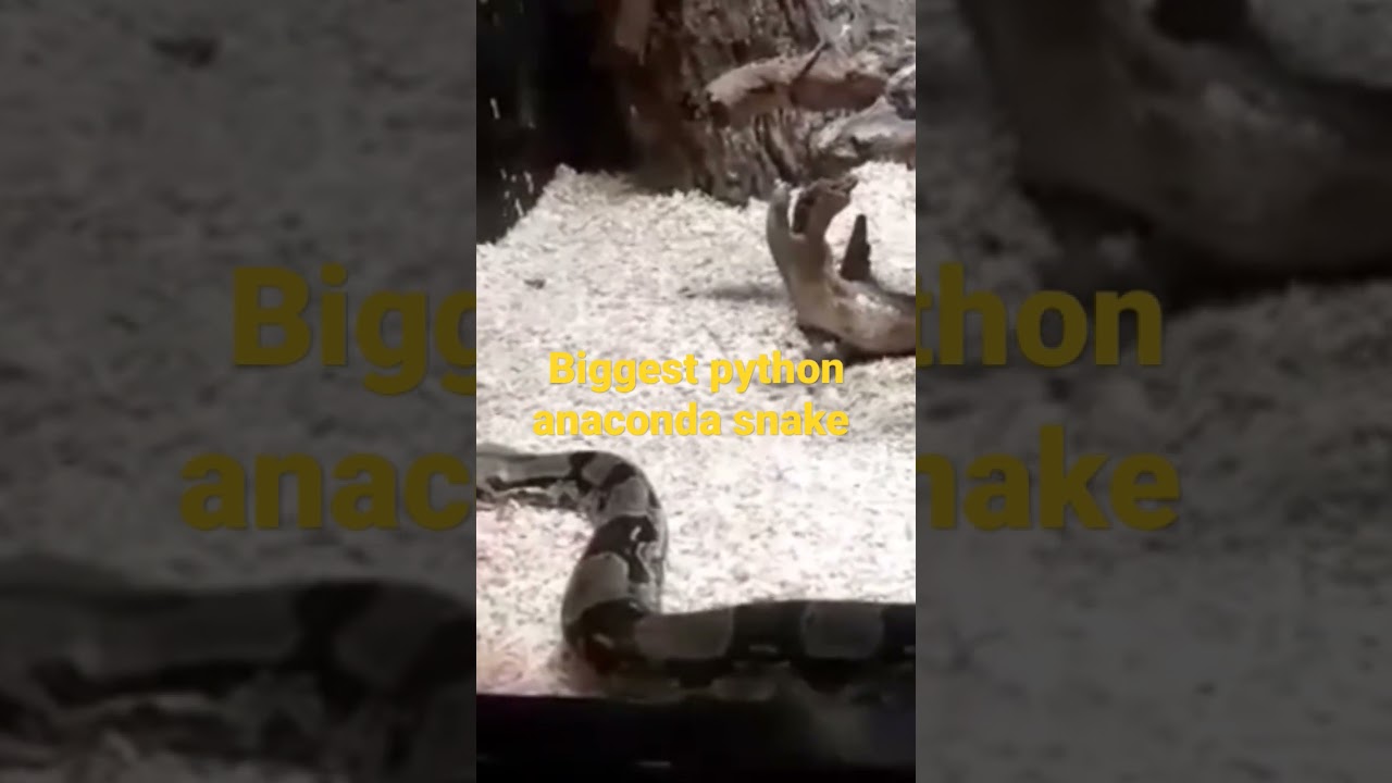 biggest python anaconda snake #shorts #biggest #python #asmr #trending - YouTube