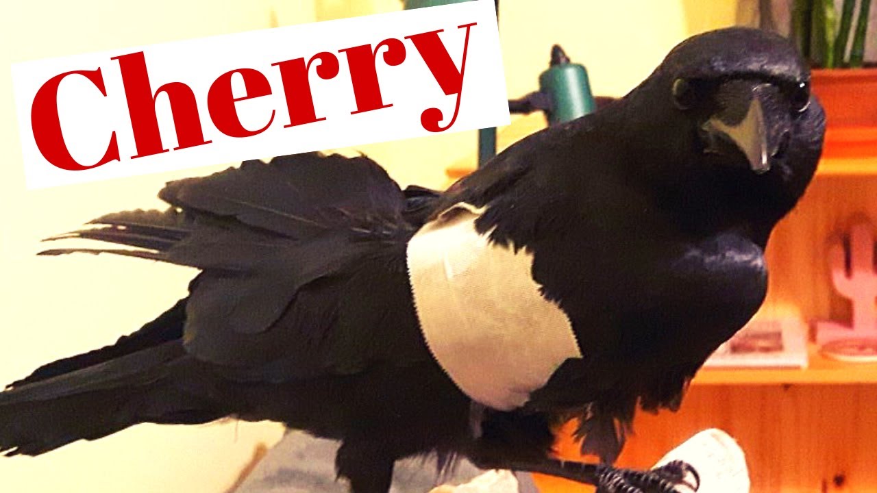Crow with a broken wing goes to the vet! - YouTube