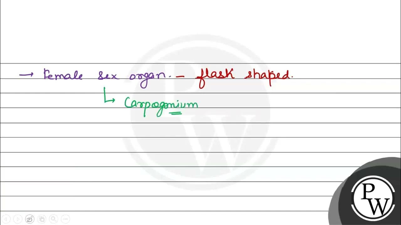 The Female Sex Organ In Red Algae Is Flask Shaped And Is Known As Youtube