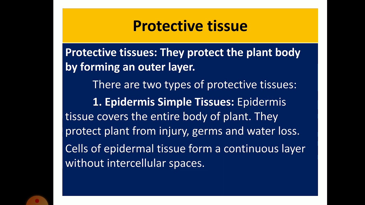 Protective Tissue