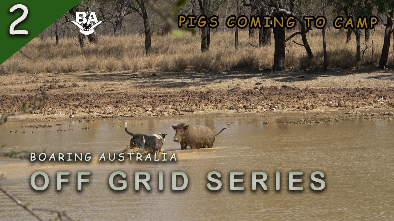OFF GRID EP 2 - BOARS COMING INTO CAMP SWAMP SPOTTING WITH THERMAL AND ...