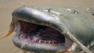 Goonch Devil Catfish - Fish warrior - YouTube
