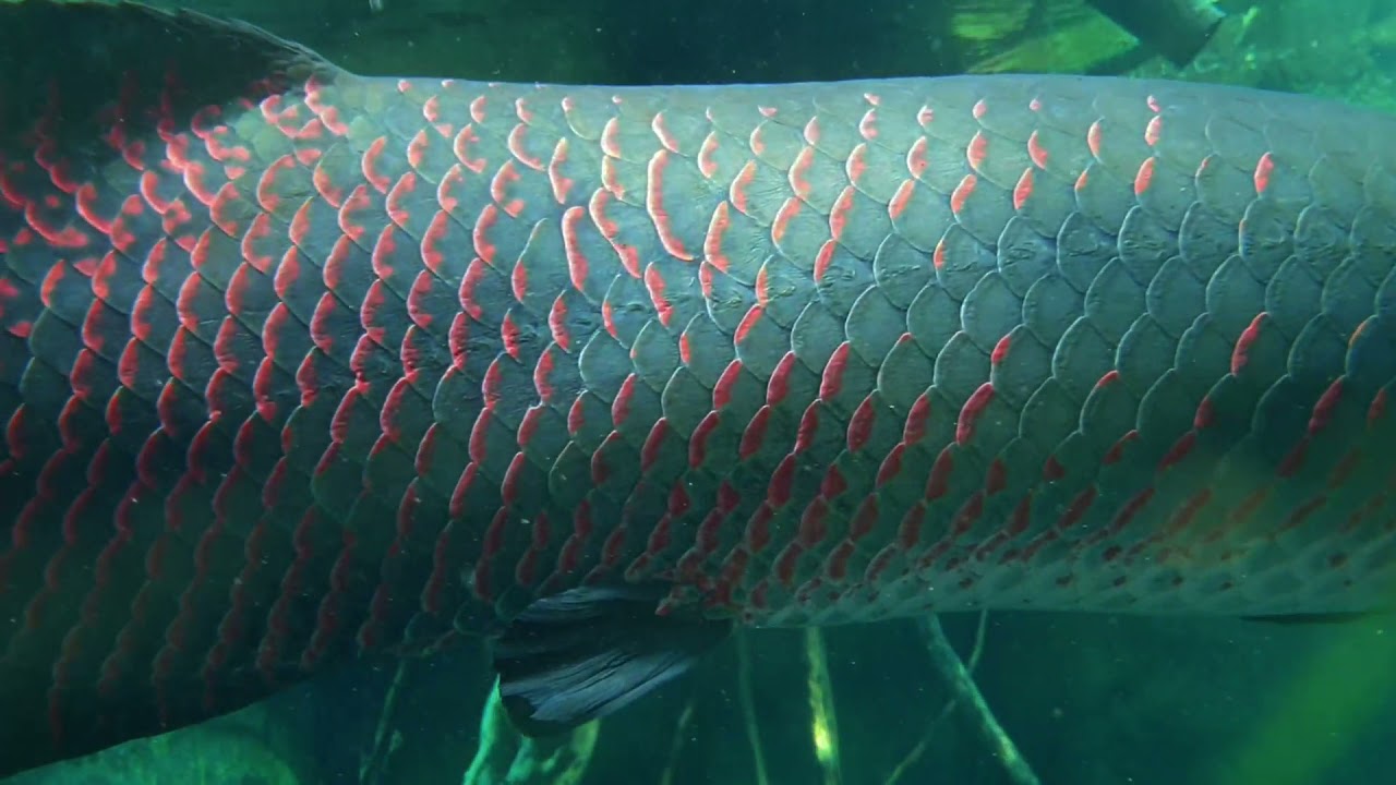 Arapaima Gigas Scales