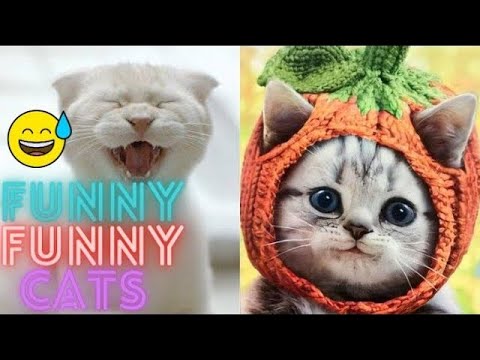 funny cay video#animals #cat#viral
